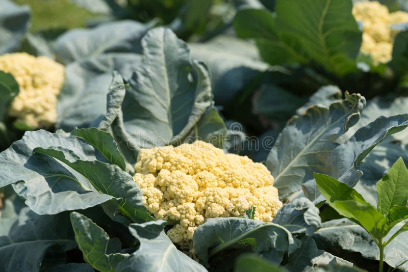 Cauliflower Plant Growing in Organic Vegetable Garden Stock Image ...