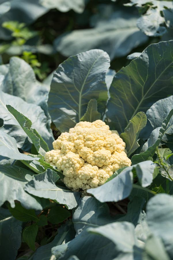 Cauliflower Plant in Organic Vegetable Garden Stock Photo - Image of ...