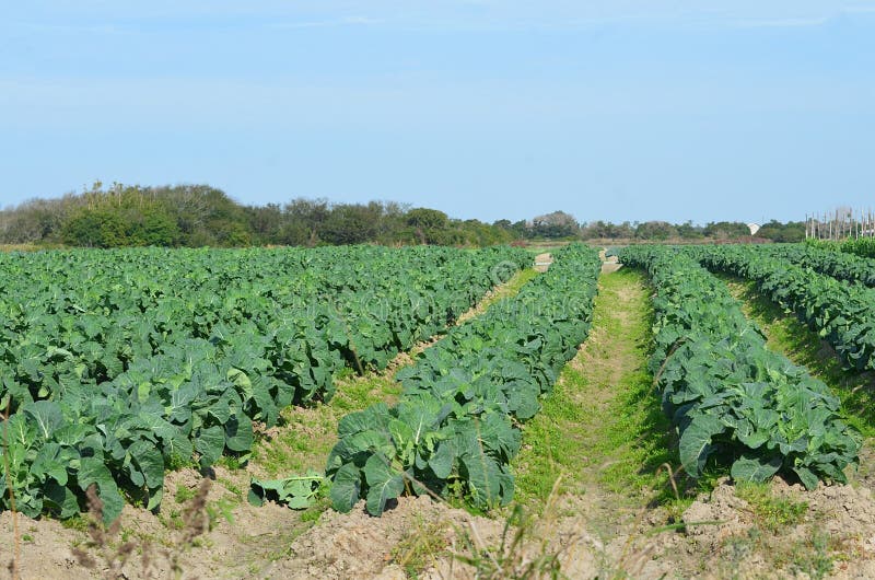 Cauliflower Tree Stock Photos - Download 840 Royalty Free Photos