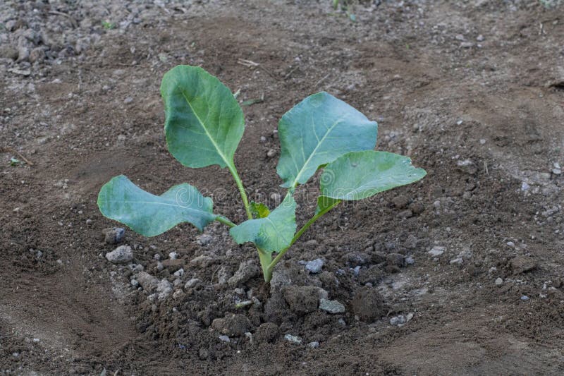 Cauliflower Plants Seedlings in Field Stock Image - Image of ...