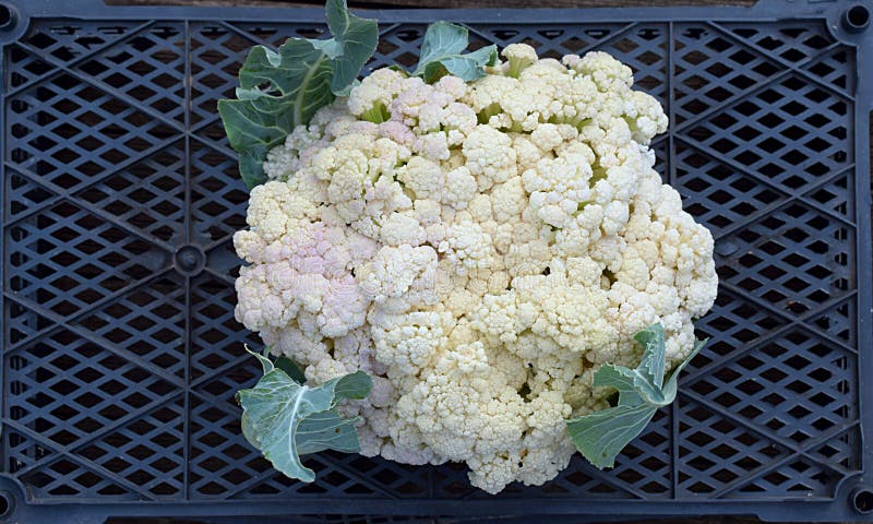 Cauliflower on a Plastic Box Stock Image - Image of fresh, edible ...