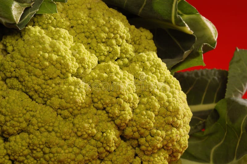 Cauliflower on Red Background Stock Photo - Image of freshness ...