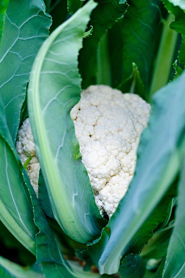Cauliflower stock image. Image of garden, color, eating - 53676637
