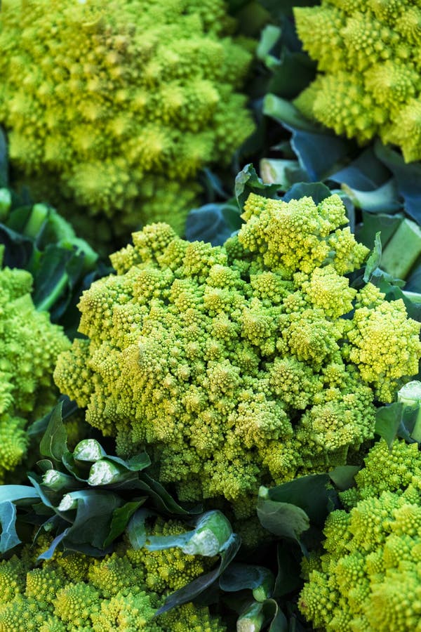 Cauliflower- Romanesco Broccoli Plant Stock Image - Image of ...