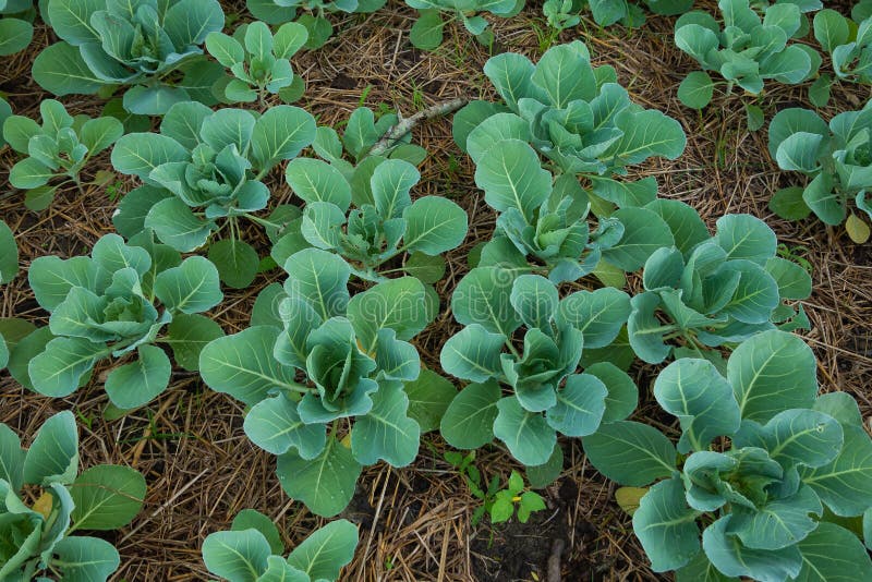 A Cauliflower Starting To Grow within Its Protective Leaves Stock Image ...