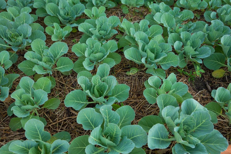 A Cauliflower Starting To Grow within Its Protective Leaves Stock Photo ...