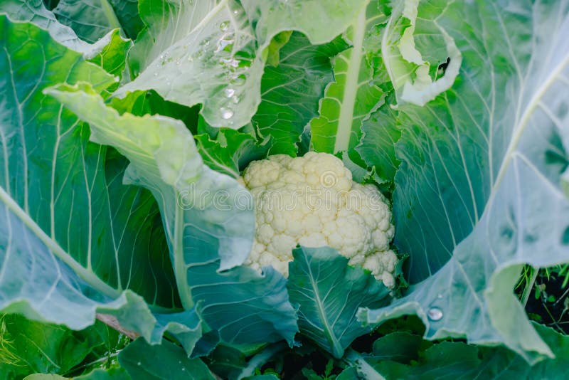 Cauliflower in the Summer Garden Stock Photo - Image of health, healthy ...