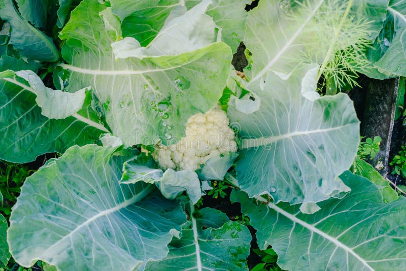 Cauliflower in the Summer Garden Stock Image - Image of agricultural ...