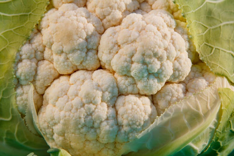 Cauliflower stock image. Image of leaf, texture, cauliflower - 47691923