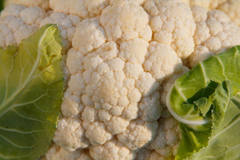 Cauliflower stock photo. Image of food, leaf, freshness - 47691942