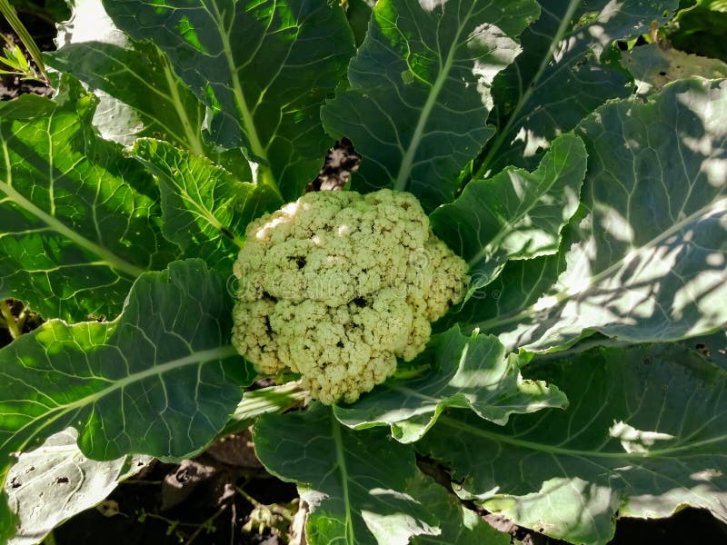 Cauliflower, Top View, Large, White Cabbage. Cauliflower Grows in the ...