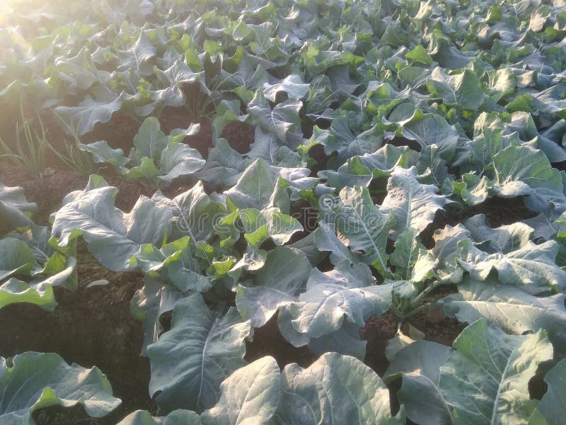 Cauliflower Tree in a Field in India Stock Photo - Image of leaves ...