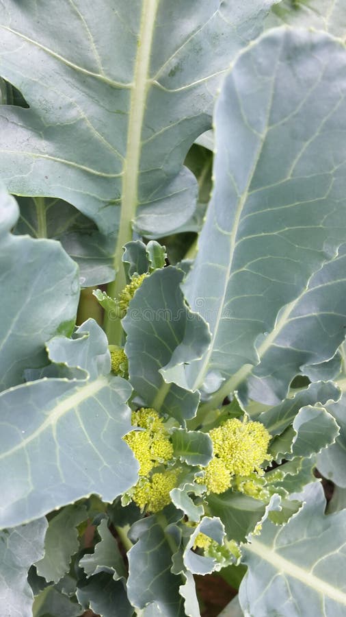 The Cauliflower Tree with Newly Sprouting Flowers in Natural Colors is ...