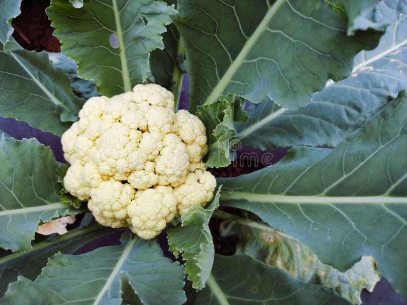 Cauliflower Vegetables in the Garden Stock Photo - Image of vegetables ...