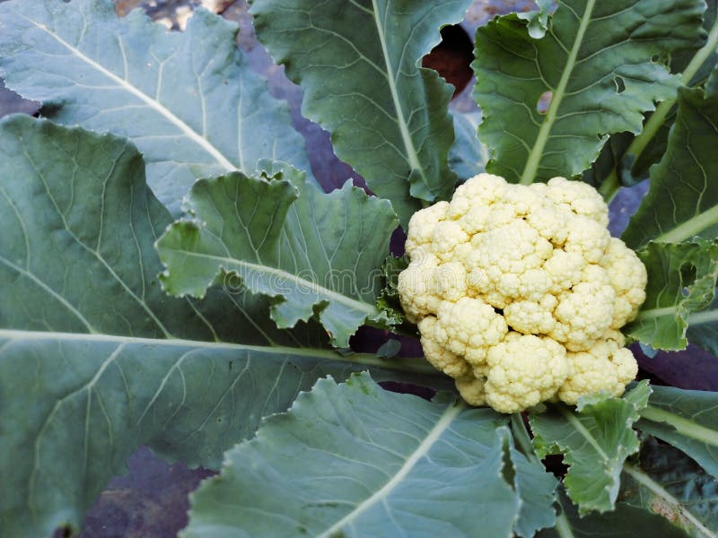 Cauliflower Vegetables in the Garden Stock Photo - Image of fresh ...