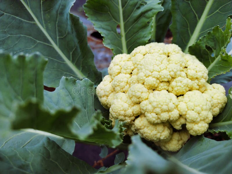 Cauliflower Vegetables in the Garden Stock Image - Image of vegetables ...