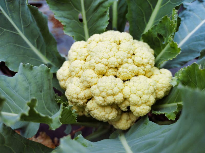 Cauliflower Vegetables in the Garden Stock Image - Image of vegetables ...