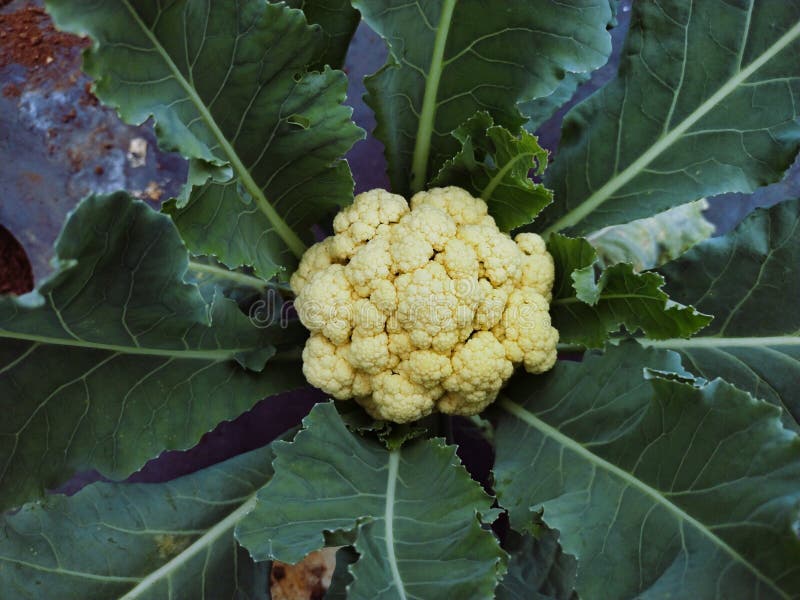 Cauliflower Vegetables in the Garden Stock Image - Image of fresh ...