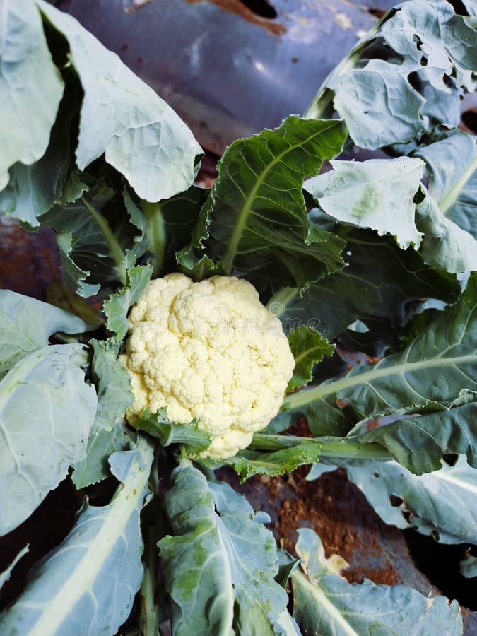 Cauliflower Vegetables in the Garden Stock Photo - Image of tree ...