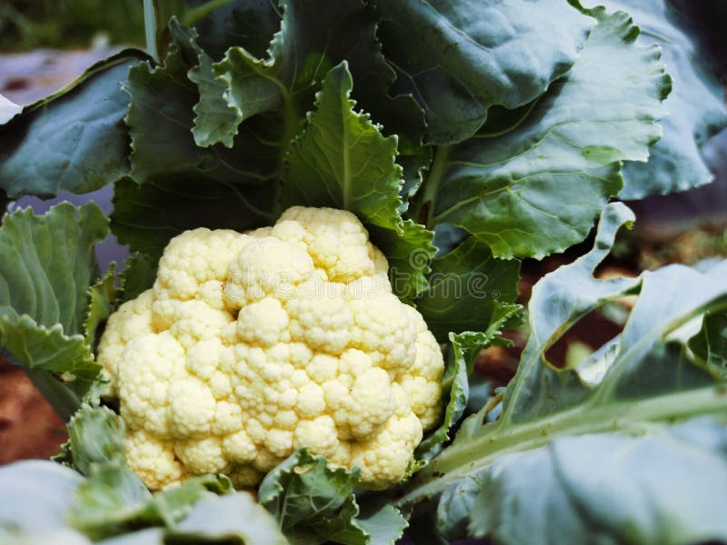 Cauliflower Vegetables in the Garden Stock Photo - Image of autumn ...
