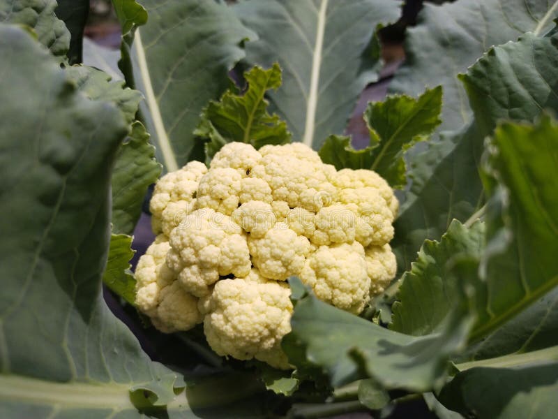 Cauliflower Vegetables in the Garden. Bandung, Indonesia Stock Image ...