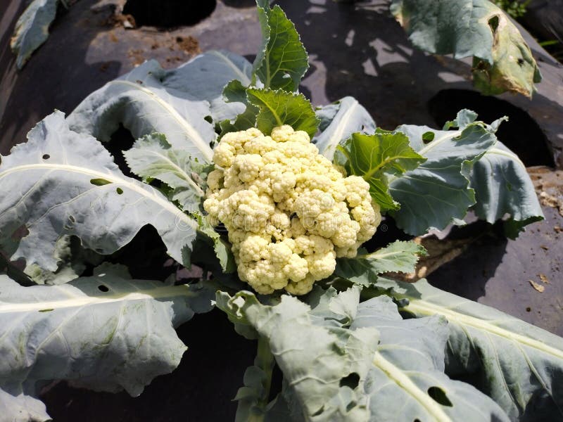 Cauliflower Vegetables in the Garden. Bandung, Indonesia Stock Photo ...
