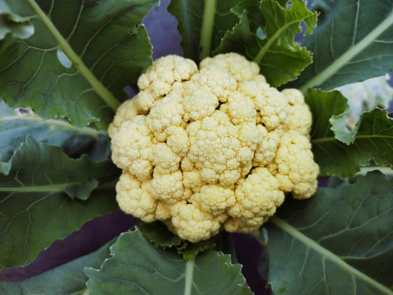 Cauliflower Vegetables in the Garden Stock Image - Image of fresh ...