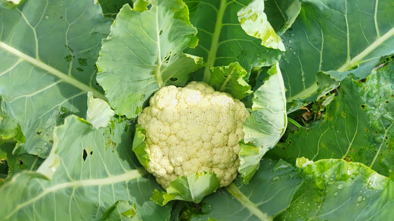 Cauliflower Vegetables Ready To Harvest in the Farm Area Stock Image ...