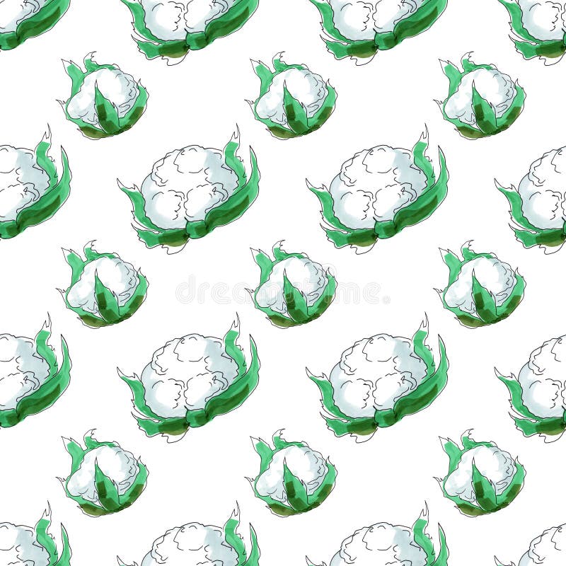 Cauliflower On A White Background. Seamless Pattern. Illustration By ...