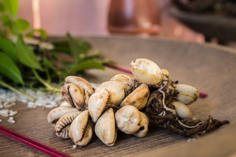 Cauri Photos Stock - Téléchargez 213 Photos libres de droits