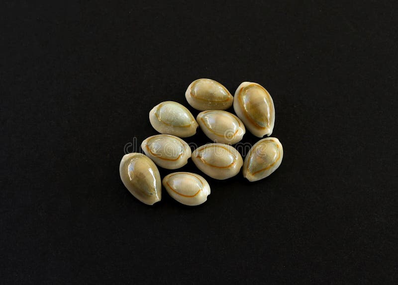 Cauri Photos Stock - Téléchargez 213 Photos libres de droits