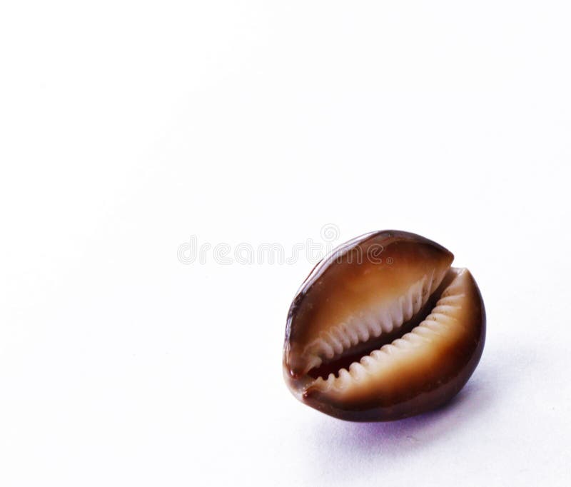 Cowry Ou Cauri - Coquille De Lingot D'escargot De Mer De Lurida De ...