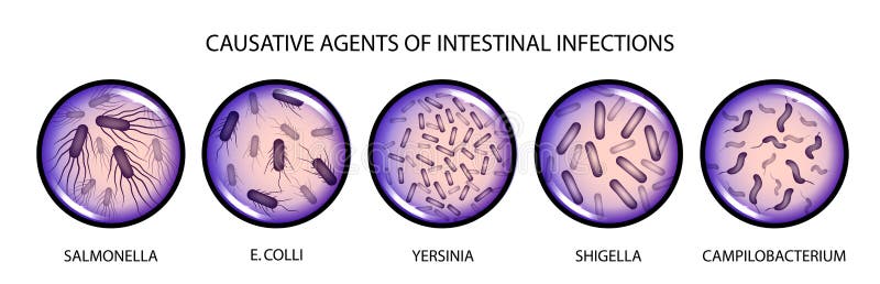 The Causative Agents of Intestinal Infections Stock Vector ...