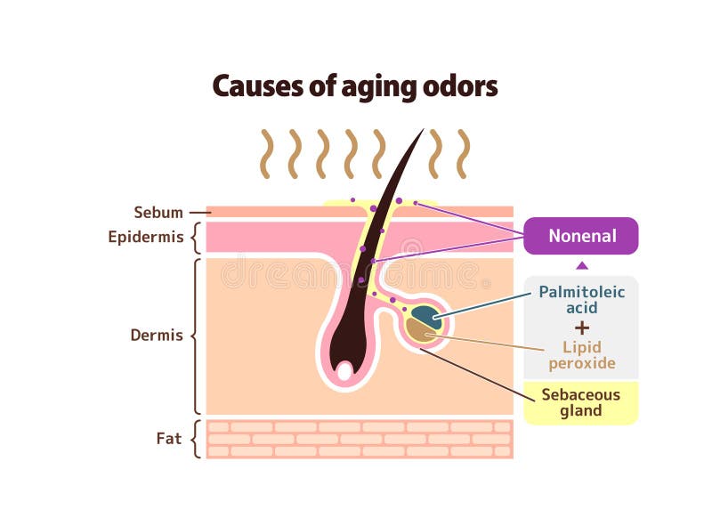 Causes of Aging Odors Vector Illustration Stock Vector - Illustration ...
