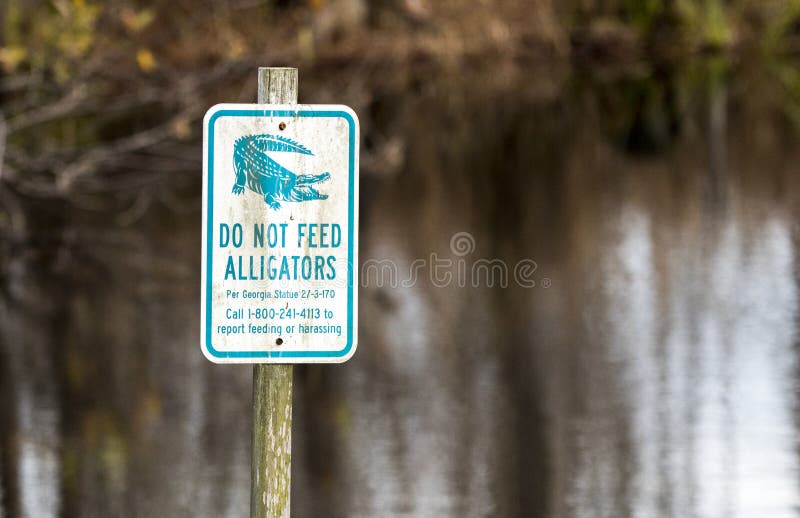 Caution Do Not Feed Alligators Warning Sign in the Okefenokee Swamp ... Caution Do Not Feed Alligators Warning Sign in the Okefenokee Swamp ...