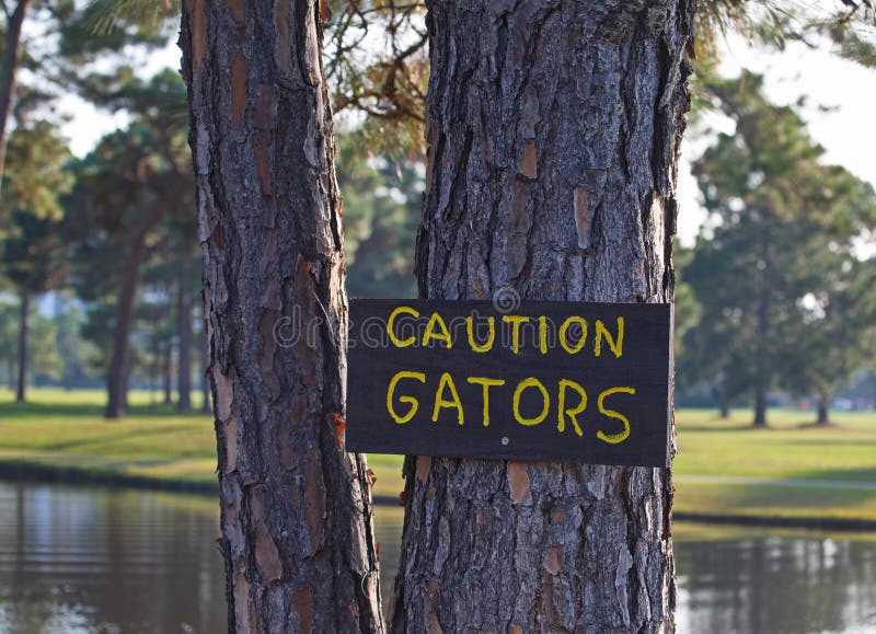 Caution Gators Handwritten Sign on a Tree Stock Image - Image of sign ...