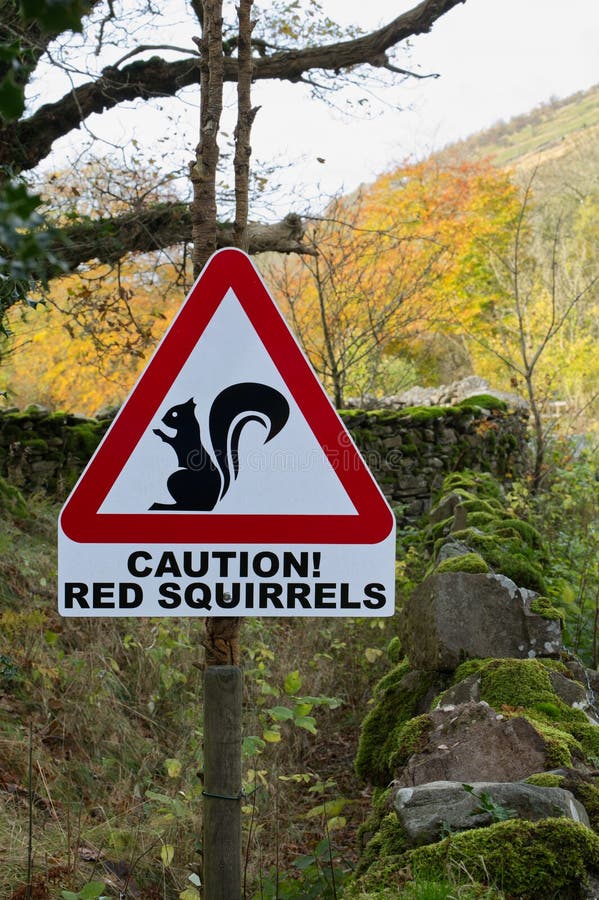 Caution Sign, Red Squirrels. Near Garsdale, Yorkshire Dales. Stock ...