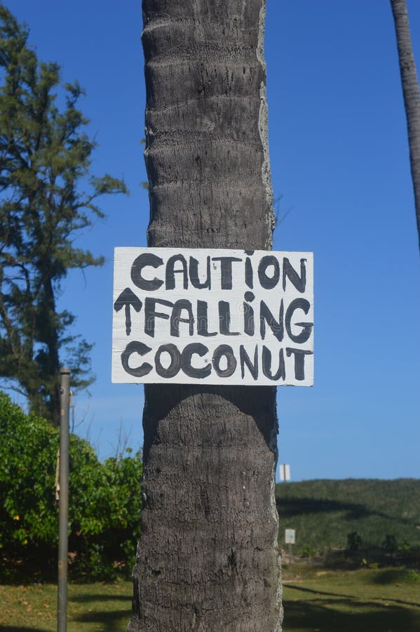 Caution Falling Coconuts Stock Photos - Free & Royalty-Free Stock ... Caution Falling Coconuts Stock Photos - Free & Royalty-Free Stock ...