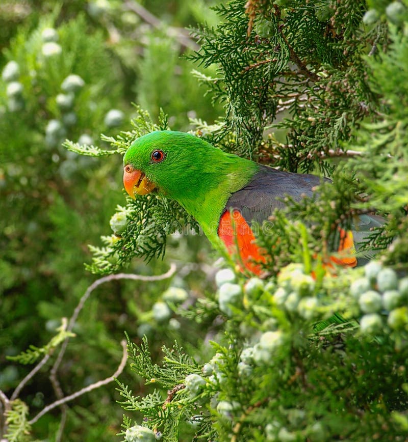 Cautious Australian Red-winged Parrot in Pine Tree Stock Image - Image ...