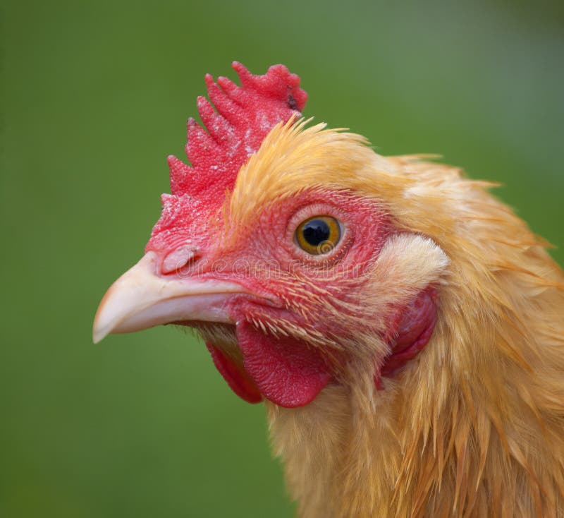 Cautious bird stock photo. Image of green, animal, chicken - 68628060