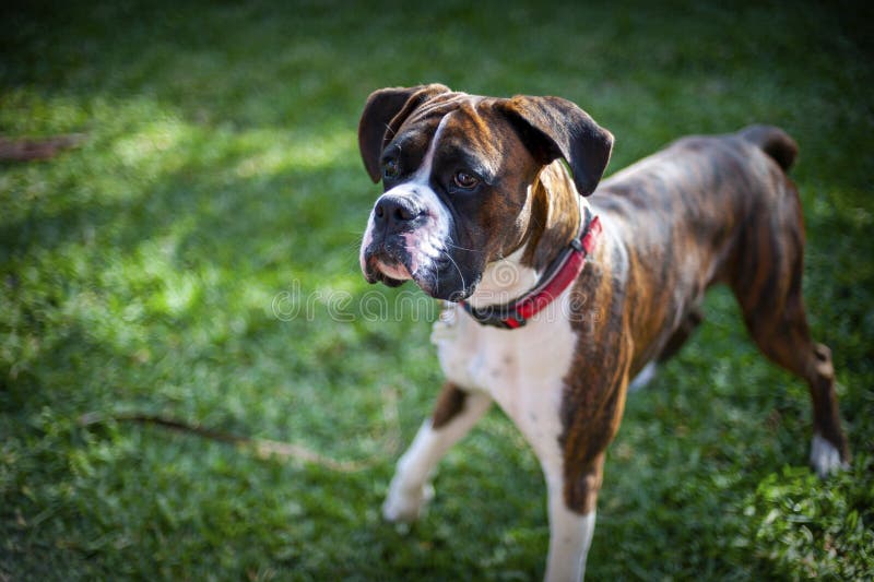 Cautious Boxer Dog stock photo. Image of curious, heard - 163792082