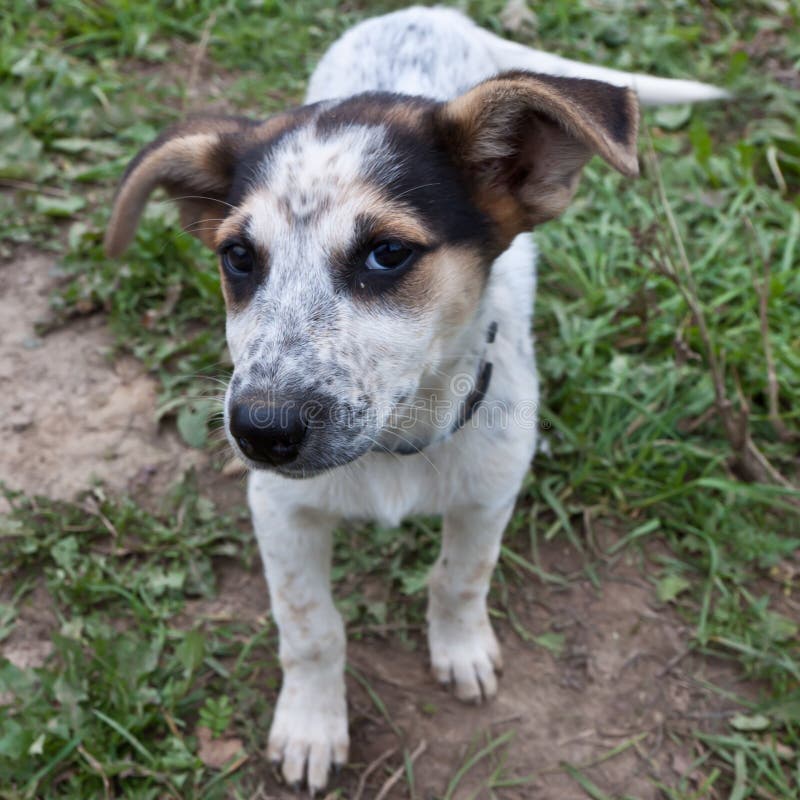 Cautious dog stock image. Image of grass, nose, wild - 26650427