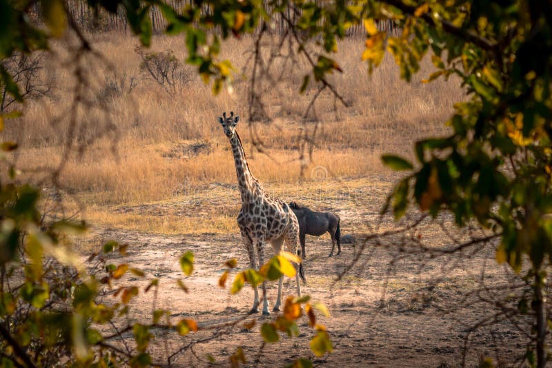 Cautious Giraffe Seen through Leafs, Matopos, Zimbabwe Stock Photo ...