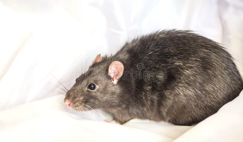 A Cautious Grey House Rat Sits on a White Background Stock Photo ...