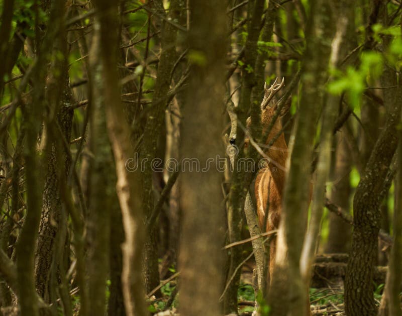 Cautious Roebuck in an Oak Forest Stock Image - Image of mammal, animal ...
