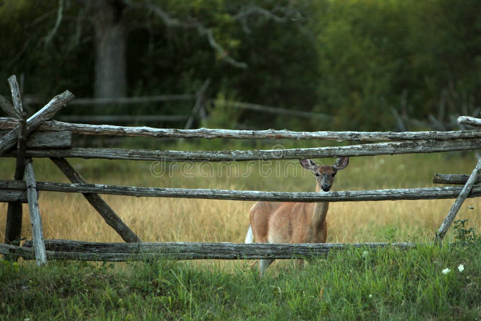Cautious White-tail Deer stock photo. Image of deer, wood - 25947080