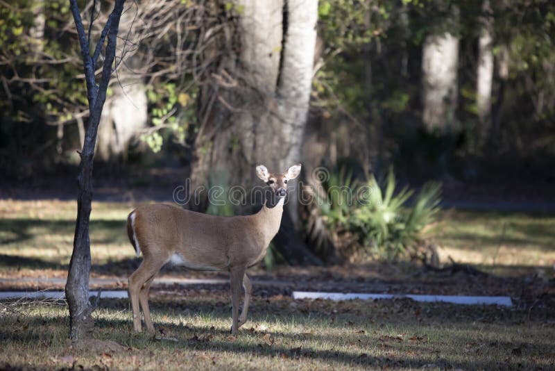 Cautious White-Tailed Doe stock image. Image of grass - 291160311
