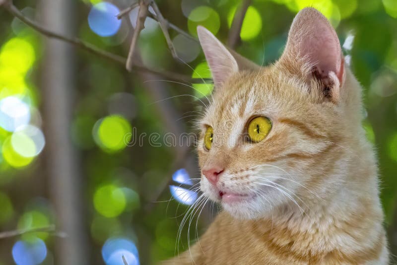 Cautious Young Cat Hidding in the Tree Stock Image - Image of portrait ...