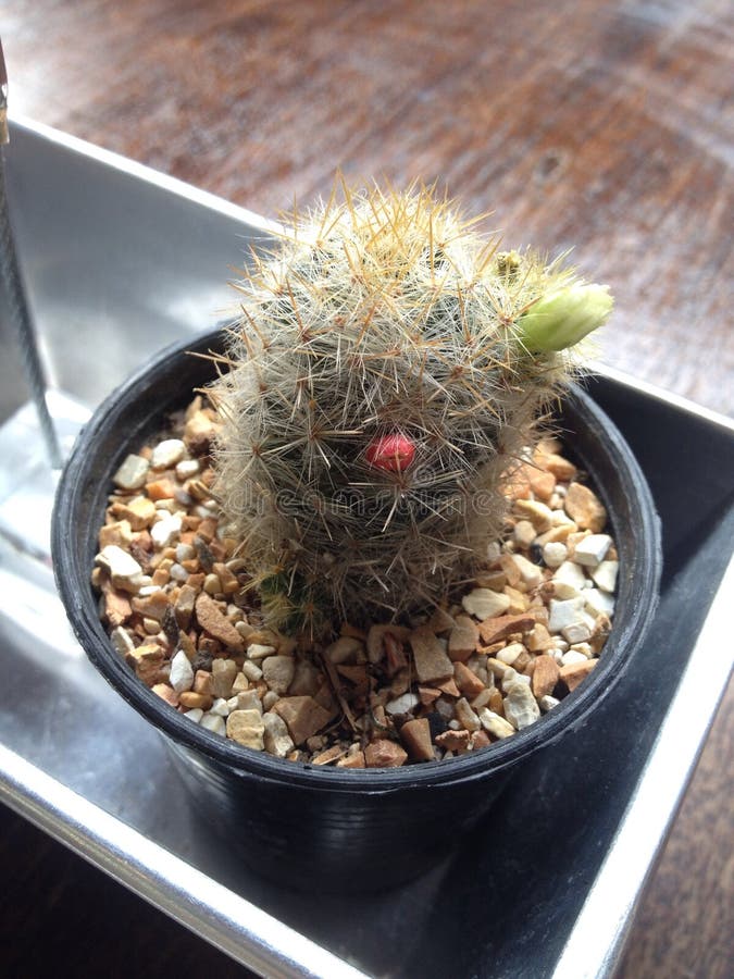 Cautus stock photo. Image of light, plant, cautus, cactus - 52000156