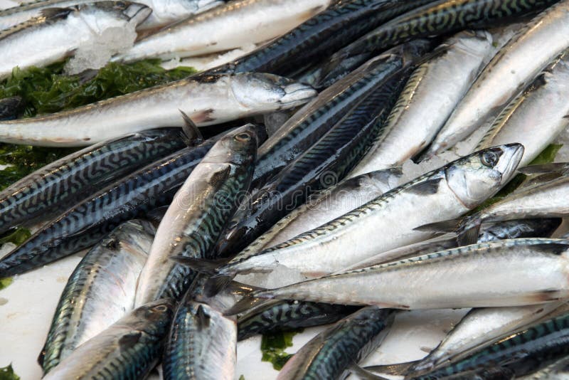 Cavala imagem de stock. Imagem de oleoso, cavala, pescadores - 80859159